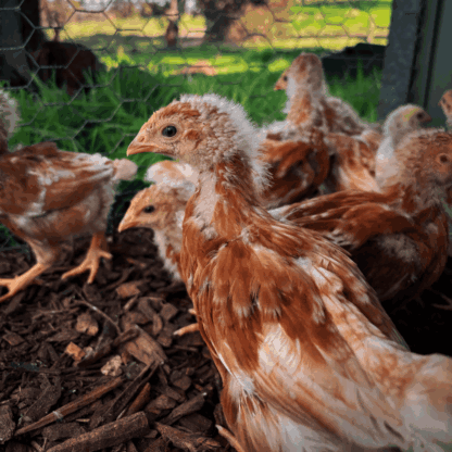 HyLine Browns – The Little Chicken Farm