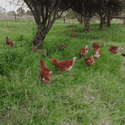 HyLine Browns – The Little Chicken Farm